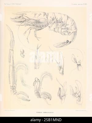 This comprehensive reference work on anatomy and physiology discusses ...