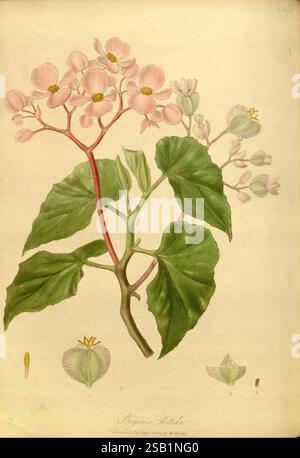 Side view of pink begonia plants on a table Stock Photo - Alamy