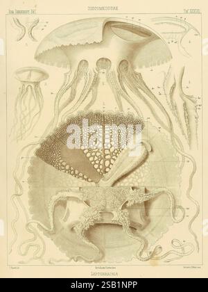 A detailed illustration of a jellyfish, featuring its bell-shaped dome ...