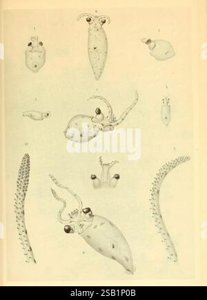 The Cephalopod Atlas, 1975. Cephalopoda, Corynomma speculator ...