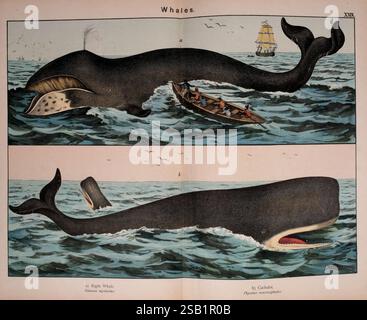 Bowhead Whale (Balaena mysticetus) diving, Denmark Stock Photo - Alamy