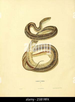 North American, herpetology, Philadelphia, J. Dobson, 1836-1840, United ...