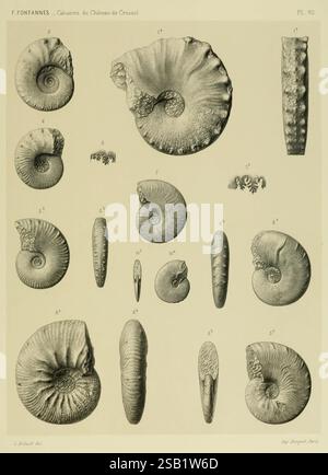 An illustration featuring a detailed depiction of a spiral ammonite ...