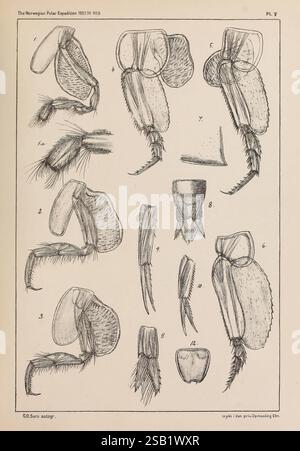 An anatomical illustration from 1900 depicting the femoral triangle, a ...
