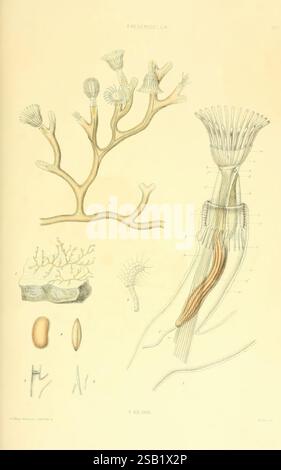 A monograph of the fresh-water polyzoa, London, Ray Society, 1856 ...