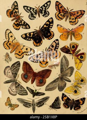 Lepidoptera, Rhopalocera and Heterocera, Indigenous and Exotic, Reading ...