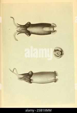 The Cephalopod Atlas, 1975. Cephalopoda, Spirula australis, Spirula ...