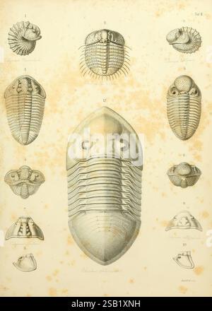*Die Organisation der Trilobiten* (1843) focuses on the anatomy and ...
