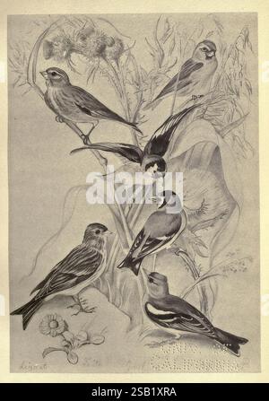 twite (Carduelis flavirostris, Acanthis flavirostris, Fringilla ...