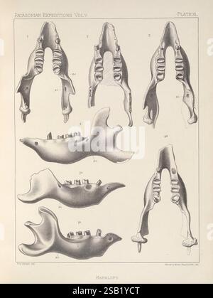 This image presents a detailed description of the anatomical structure ...