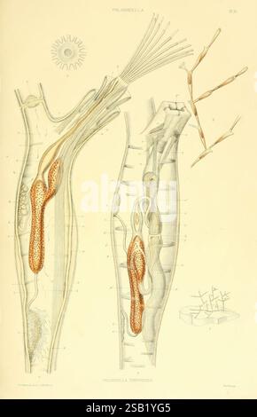 A monograph of the fresh-water polyzoa, London, Ray Society, 1856 ...