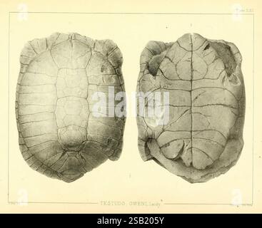 A detailed illustration of two distinct shell forms, showcasing ...