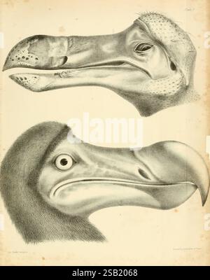 The Dodo and Solitaire birds were two distinct species of flightless ...