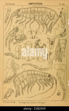 An account of the Crustacea of Norway Christiania, A. Cammermeyer, 1895 ...