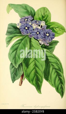 Paxton's magazine of botany London Orr and Smith botany periodicals ...