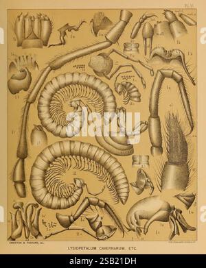 The cave fauna of North America Washington, National Academy of ...