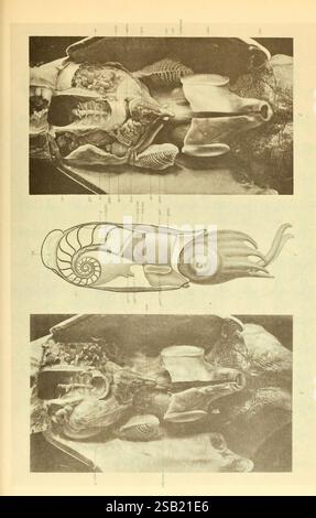 The Cephalopod Atlas, 1975, Cephalopoda, Spirula australis, Spirula ...