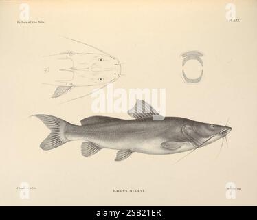 This illustration from *The Fishes of the Nile* presents a detailed ...