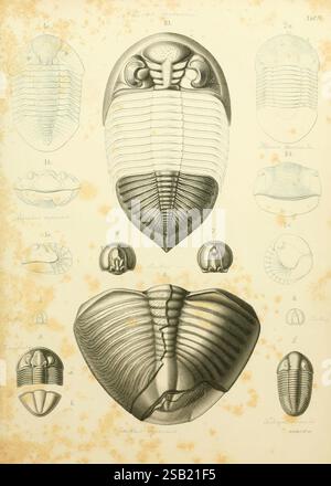 *Die Organisation der Trilobiten* (1843) focuses on the anatomy and ...