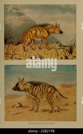 AARDWOLF - side view Stock Photo - Alamy