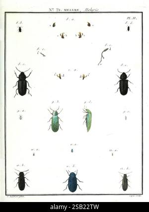 A detailed illustration featuring two insects, showcasing distinctive ...