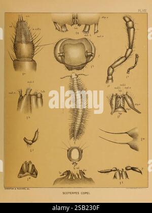 The cave fauna of North America, highlighting cave-dwelling animals ...