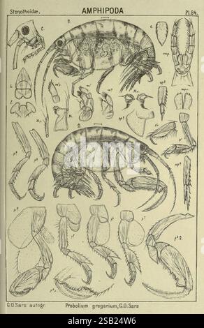 Amphipod crustacean. Amphipods are small crustaceans that typically ...