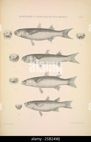 Die Fische des Roten Meeres, Stuttgart, E. Schweizerbart'sche ...