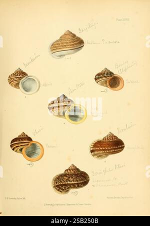 A systematic collection of mollusks, featuring shells and marine ...