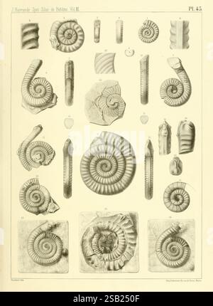 An intricate illustration of various ammonite shells, showcasing their ...