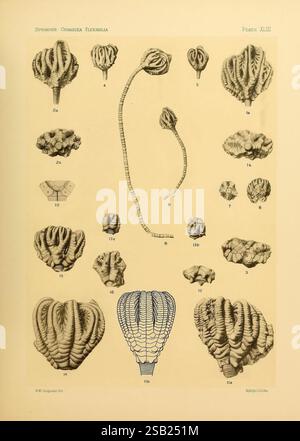 A study on Crinoidea flexibilia, a fossil species from the Crinoidea ...