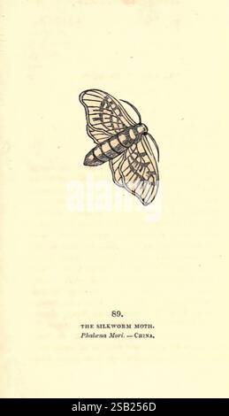 The Bombyx mori, commonly known as the silkworm, is featured in the ...