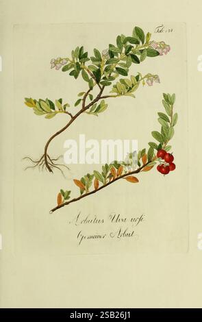 Green shrub, leaves, Austria, Lower Austria, Danube area, Greifenstein ...