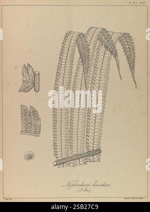 The ferns of British India, Madras, 1866, India, Pteridophyta,, This ...
