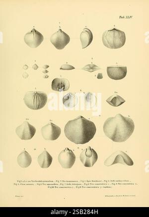 Palaeontographica, Cassel, Theodor Fischer, 1846-1933, 560643, geology ...