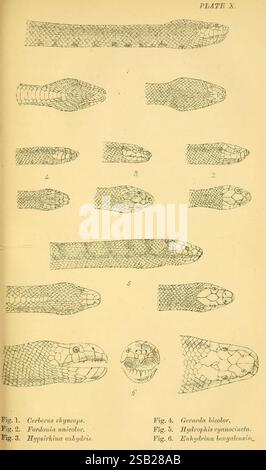 Indian snakes, Madras, Higginbotham, 1874, China, India, Snakes, South ...