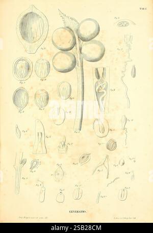 The illustration showcases a collection of cross-sections and bark ...
