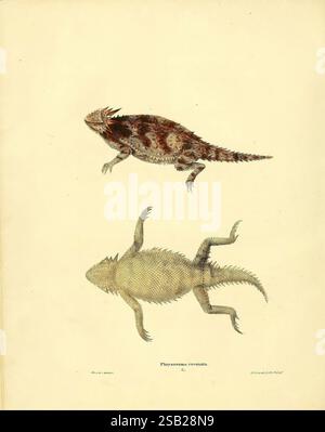 The *Horned Lizard* (Phrynosoma coronatum) is a reptile native to the ...