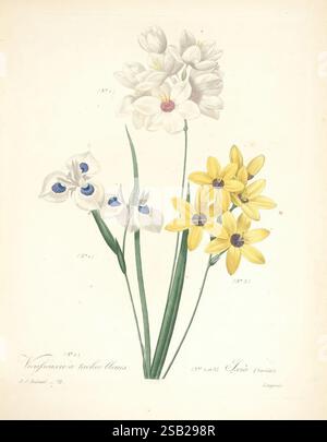 Beautiful bouquet of different varieties of flowers Stock Photo - Alamy