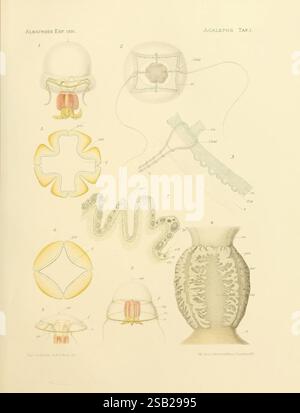 Die medusen Cambridge Printed for the Museum 1897 jellyfishes albatross ...