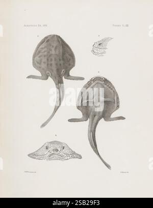 This image depicts two marine species: the Wolf-Fish (Anarrhichas ...
