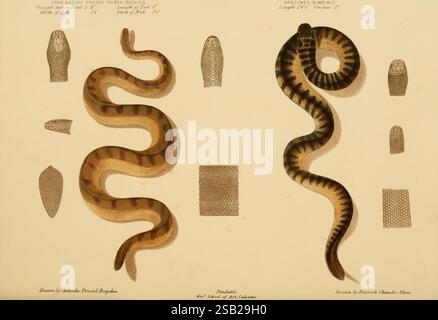 The, poisonous, snakes, of, India, London, J. & A. Churchill, 1878 ...
