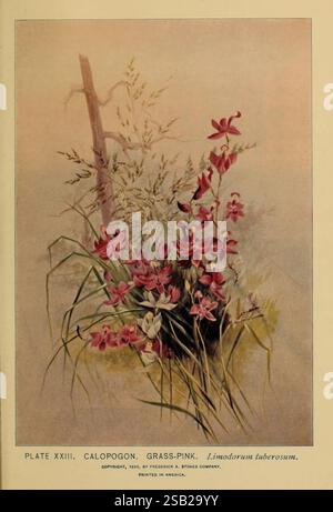 A delicate illustration of slender green grass with a budding flower ...