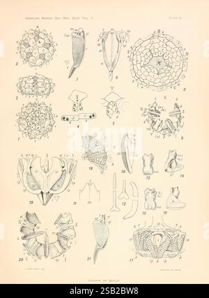 Phylogeny of the Echini, Boston, The Society, 1912, paleontology ...