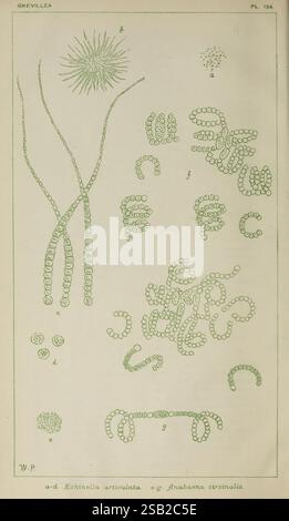 Grevillea London Williams and Norgate 1872-1894 Cryptogamia Cryptogams ...