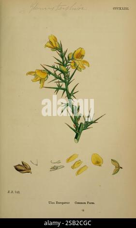 Yellow flowers of Ulex, commonly known as gorse, furze, or whin is ...