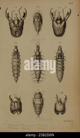 Water Scavenger Beetles (Hydrophilidae) Insecta Stock Photo - Alamy