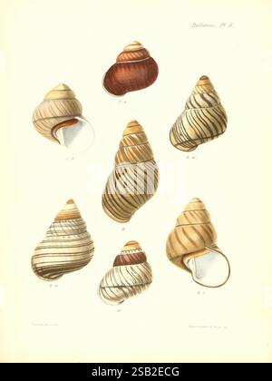 Illustrations of mollusk shells from Conchologia Iconica, featuring the ...