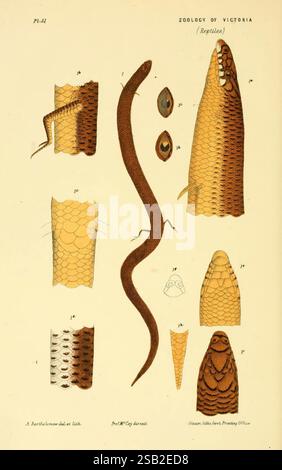 The illustration showcases a collection of cross-sections and bark ...