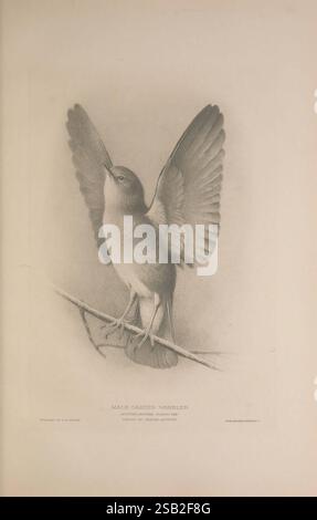 The British warblers, Birds Great Britain Smithsonian Libraries ...